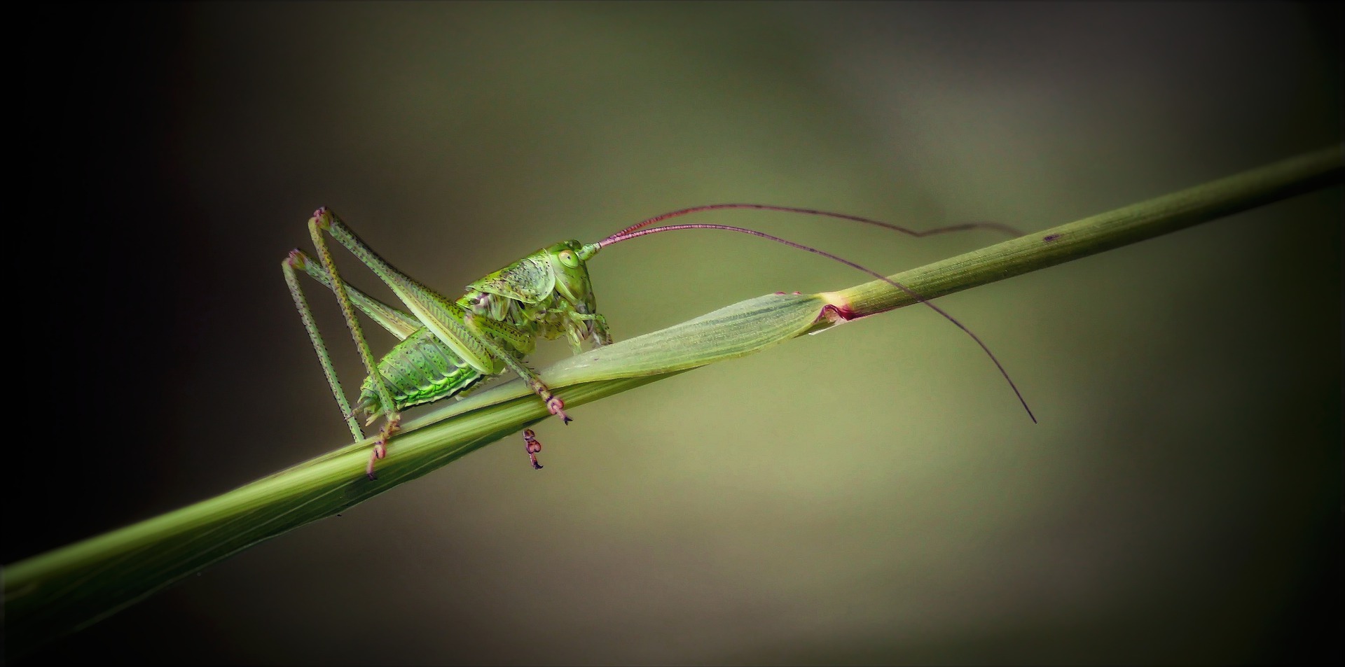 "They're Everywhere" - Megadrought Sparks Grasshopper Plague